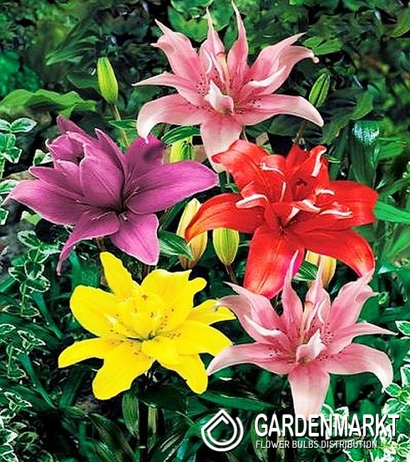 Gefüllte Asiatische Lilie Mix 5 St. - Gardenmarkt.de