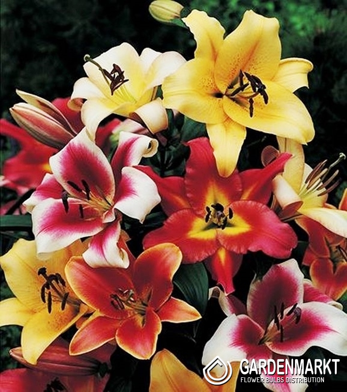 Lilie Ot Hybride Mix 5 St. - Gardenmarkt.de
