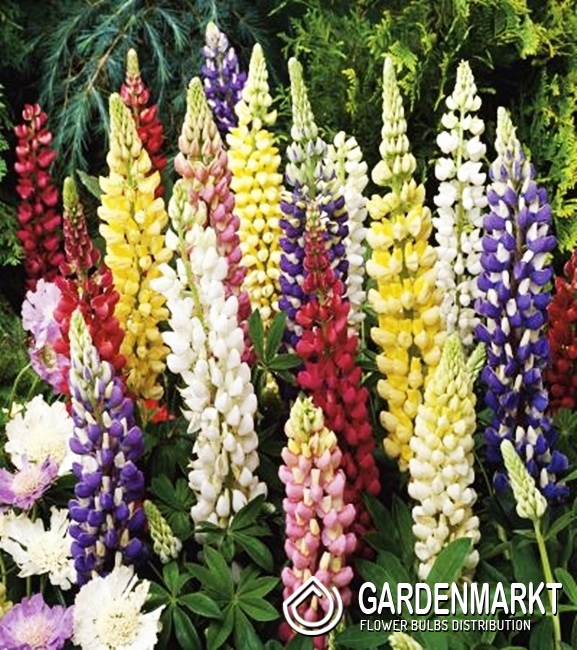 Lupinus Lupine Dekorativ Mix 5 St. - Gardenmarkt.de