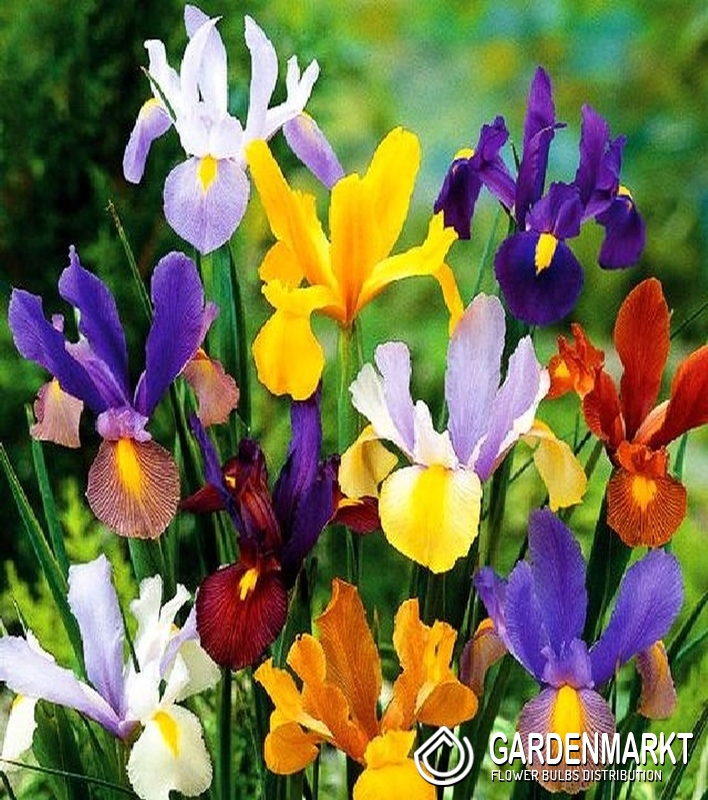 Holländische Iris Mix 50 St. - Gardenmarkt.de