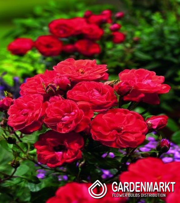 Mini Rose Rot 1 St. - Gardenmarkt.de