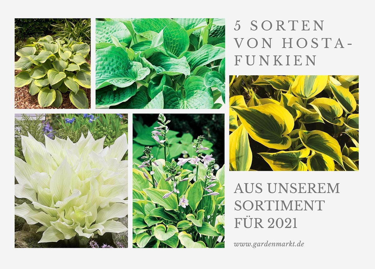5 Sorten von Hosta-Funkien aus unserem Sortiment für 2021 - Gardenmarkt.de