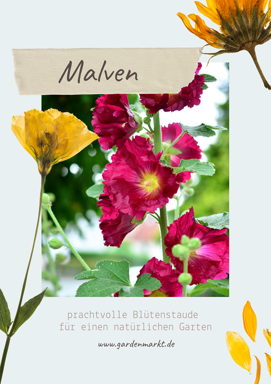 Malven: prachtvolle Blütenstaude für einen natürlichen Garten ...