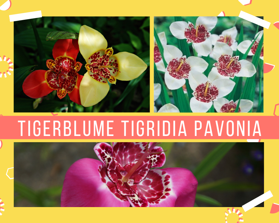 Tigerblume Tigridia pavonia - Sorten, Einpflanzen und Pflege ...