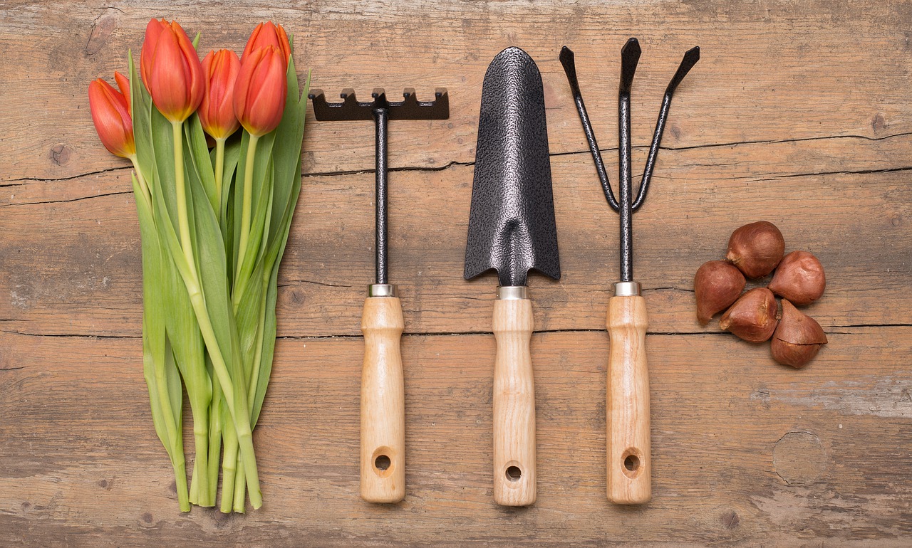Wann Pflanzt Man Tulpen